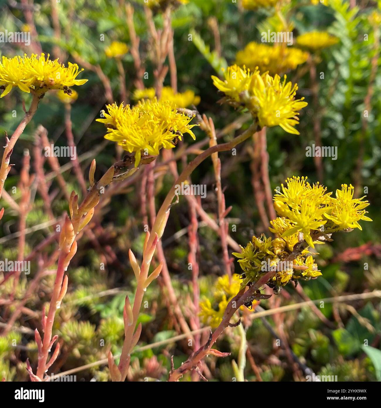 Reflexed Stonecrop (Petrosedum rupestre Stock Photo - Alamy