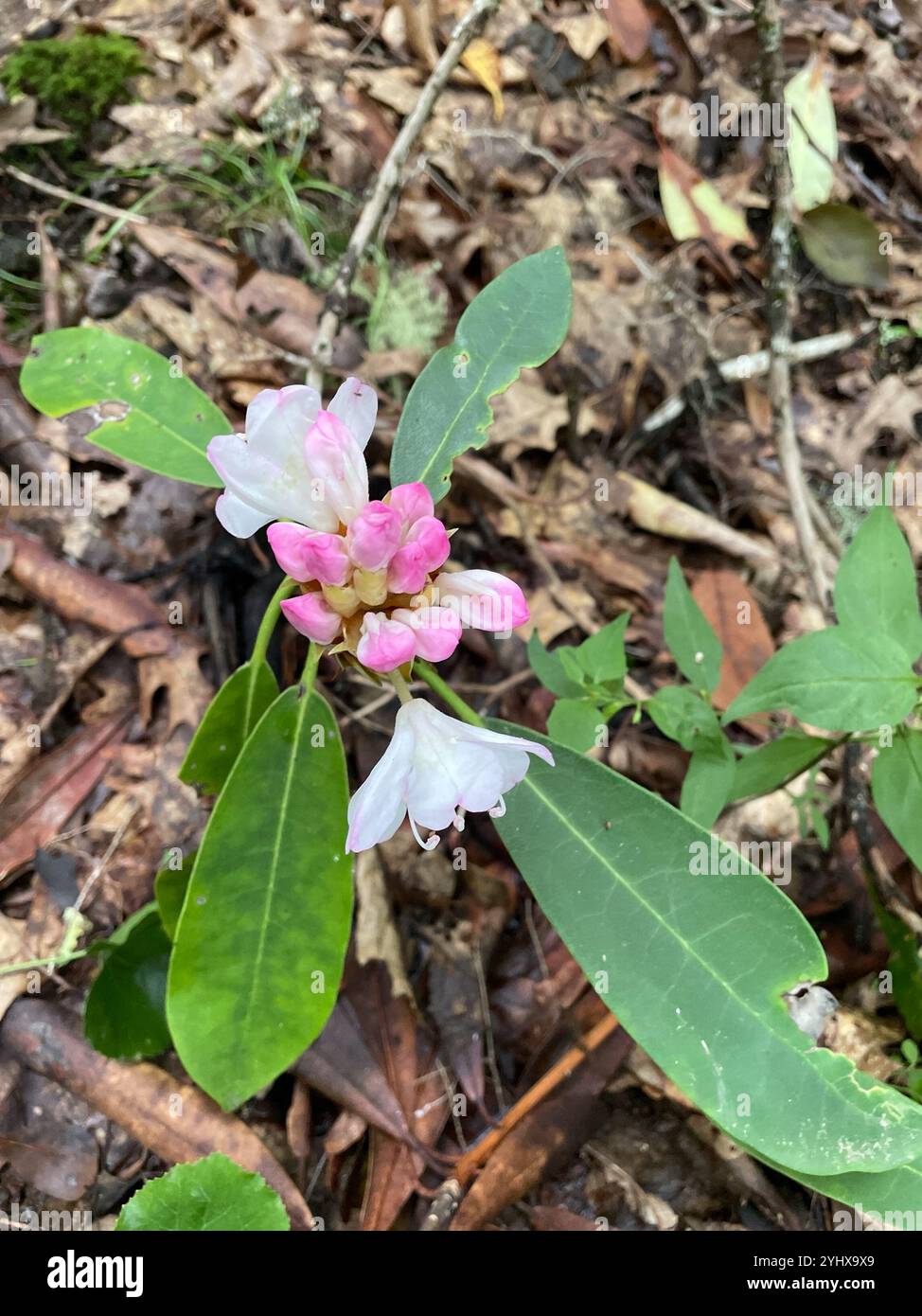 great rhododendron (Rhododendron maximum Stock Photo - Alamy
