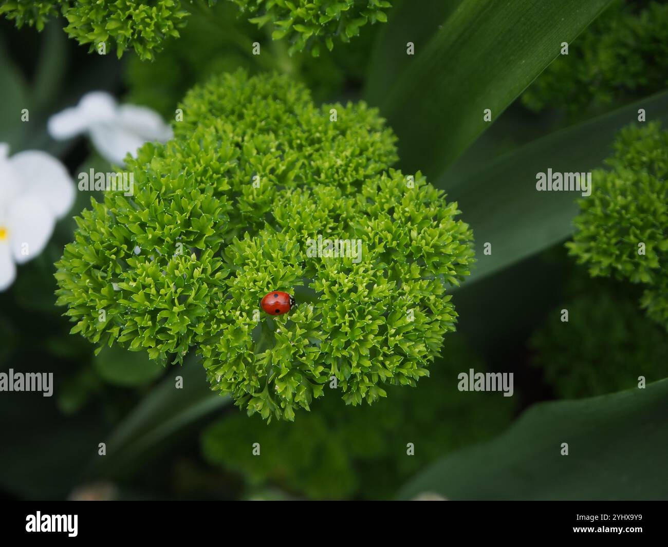 Macro of a two-spotted ladybug ( Adalia bipunctata) on a parsley leaf ...
