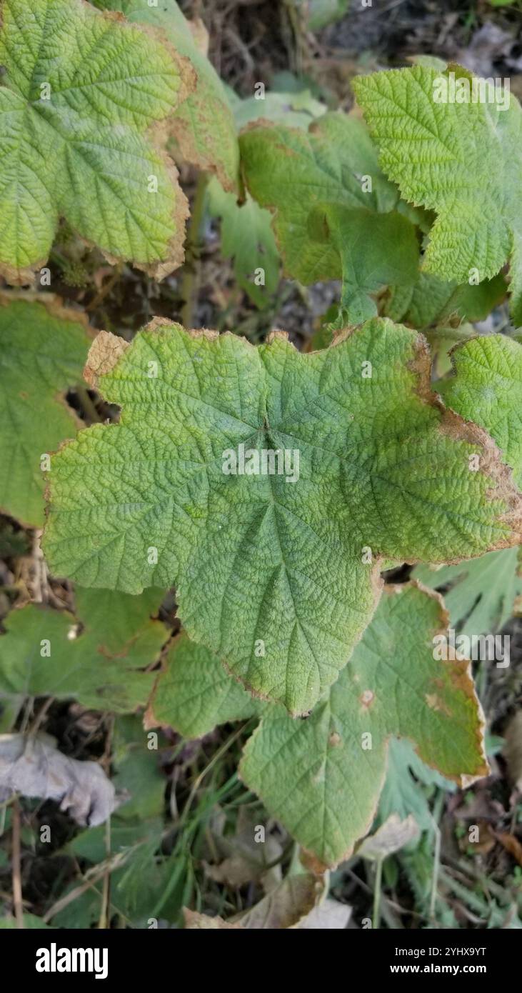 thimbleberry (Rubus parviflorus Stock Photo - Alamy