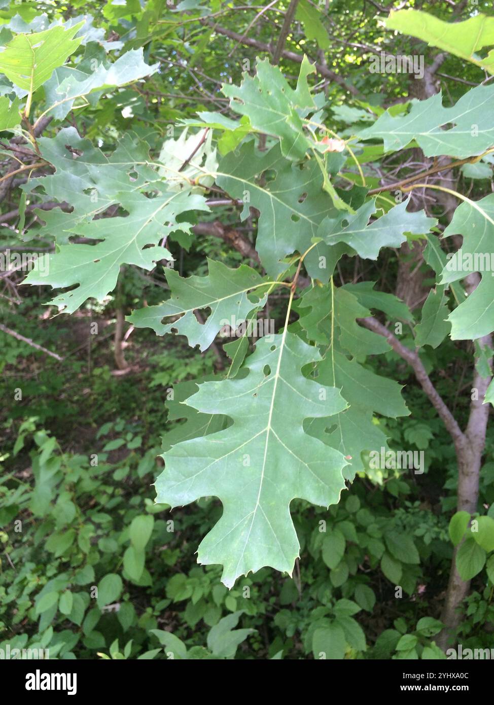 northern red oak (Quercus rubra Stock Photo - Alamy