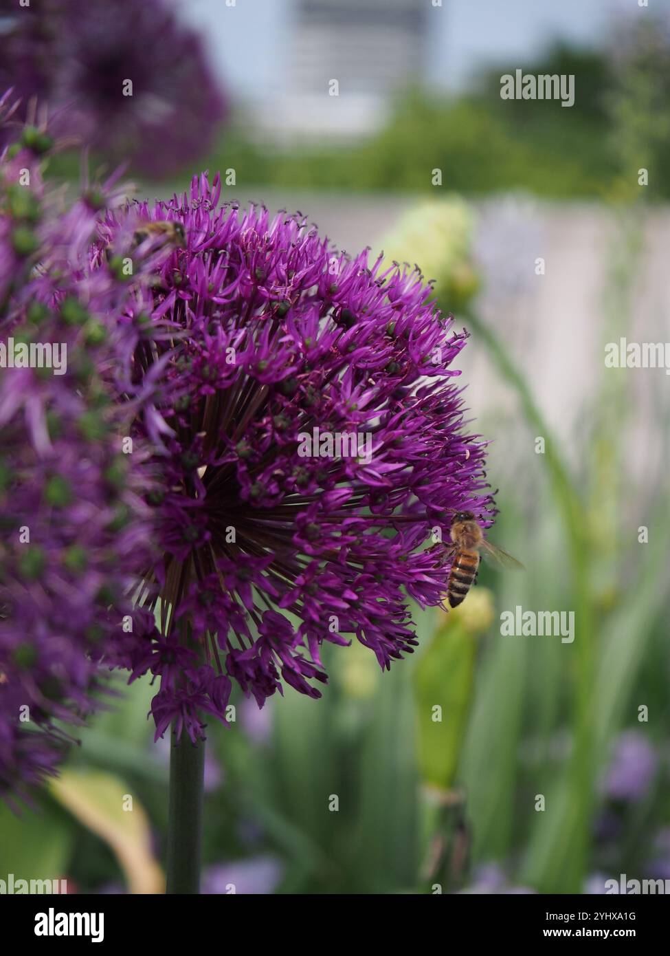 Macro of half a blossom of giant leek (Allium giganteum) approached by ...