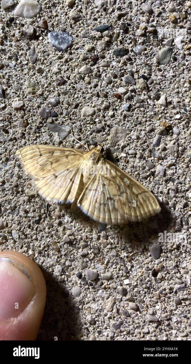Serpentine Webworm Moth (Herpetogramma aeglealis Stock Photo - Alamy