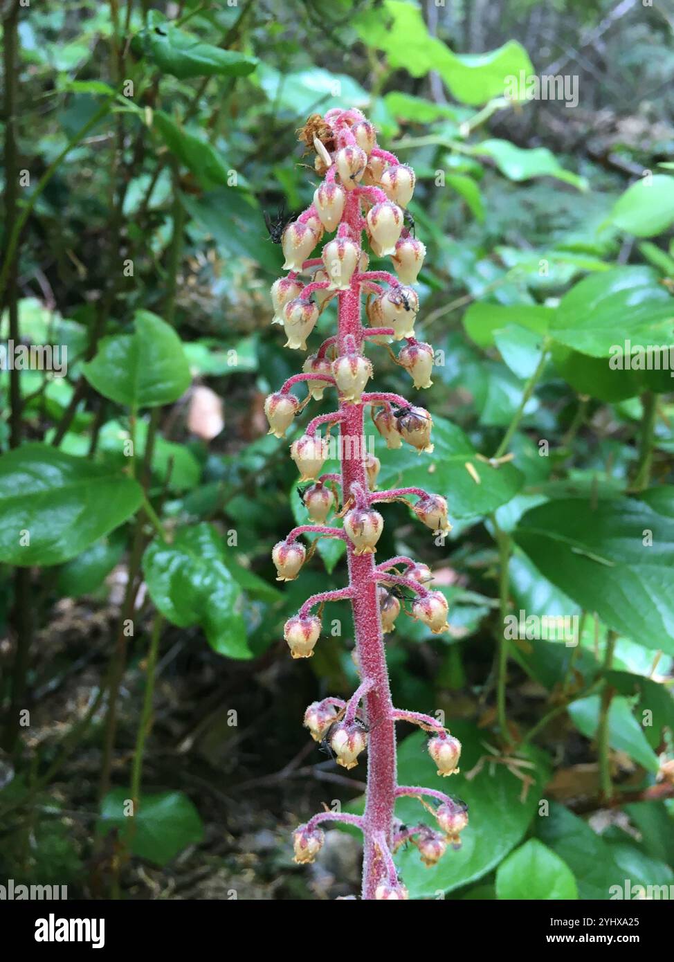 woodland pinedrops (Pterospora andromedea Stock Photo - Alamy