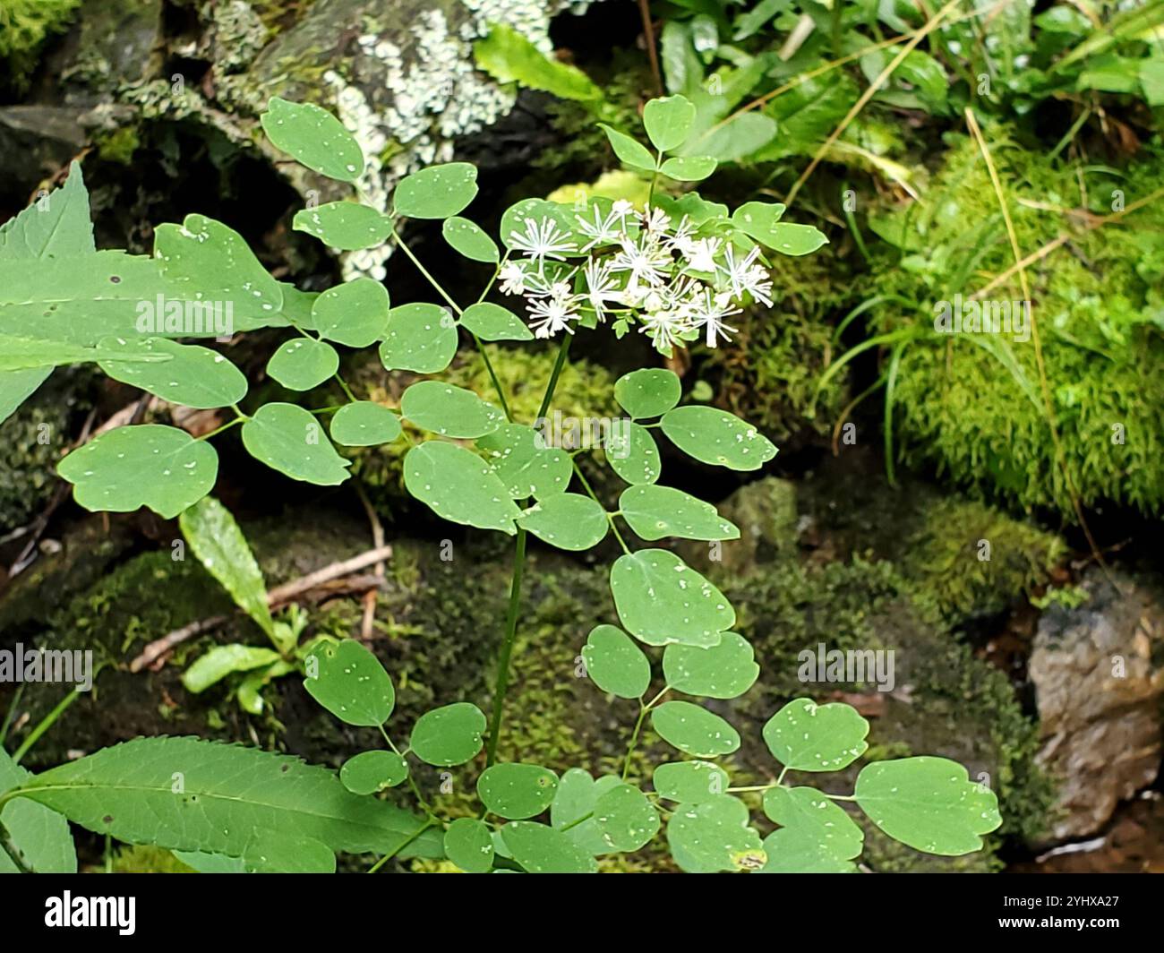 tall meadow-rue (Thalictrum pubescens Stock Photo - Alamy