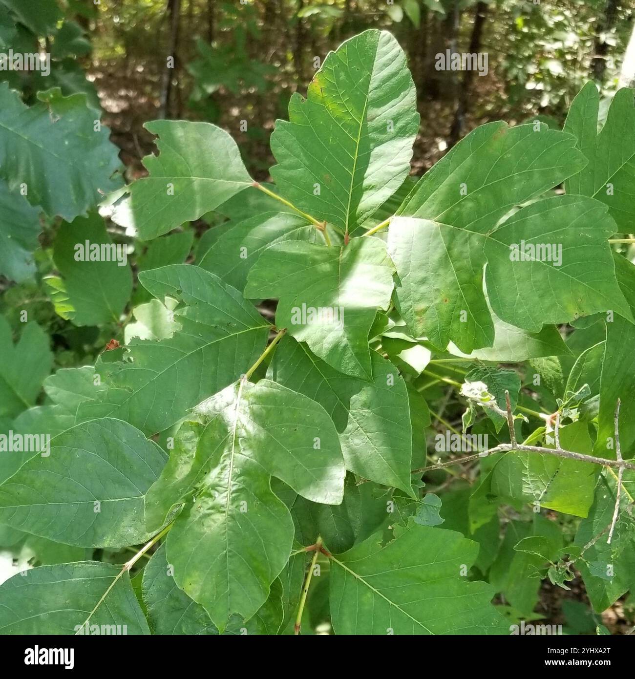 eastern poison ivy (Toxicodendron radicans Stock Photo - Alamy