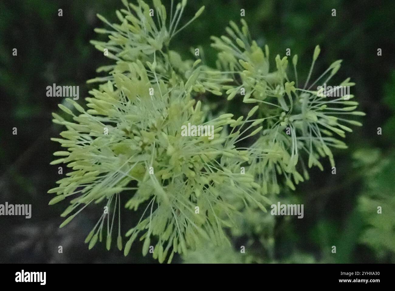 Common Meadow-rue (Thalictrum flavum Stock Photo - Alamy