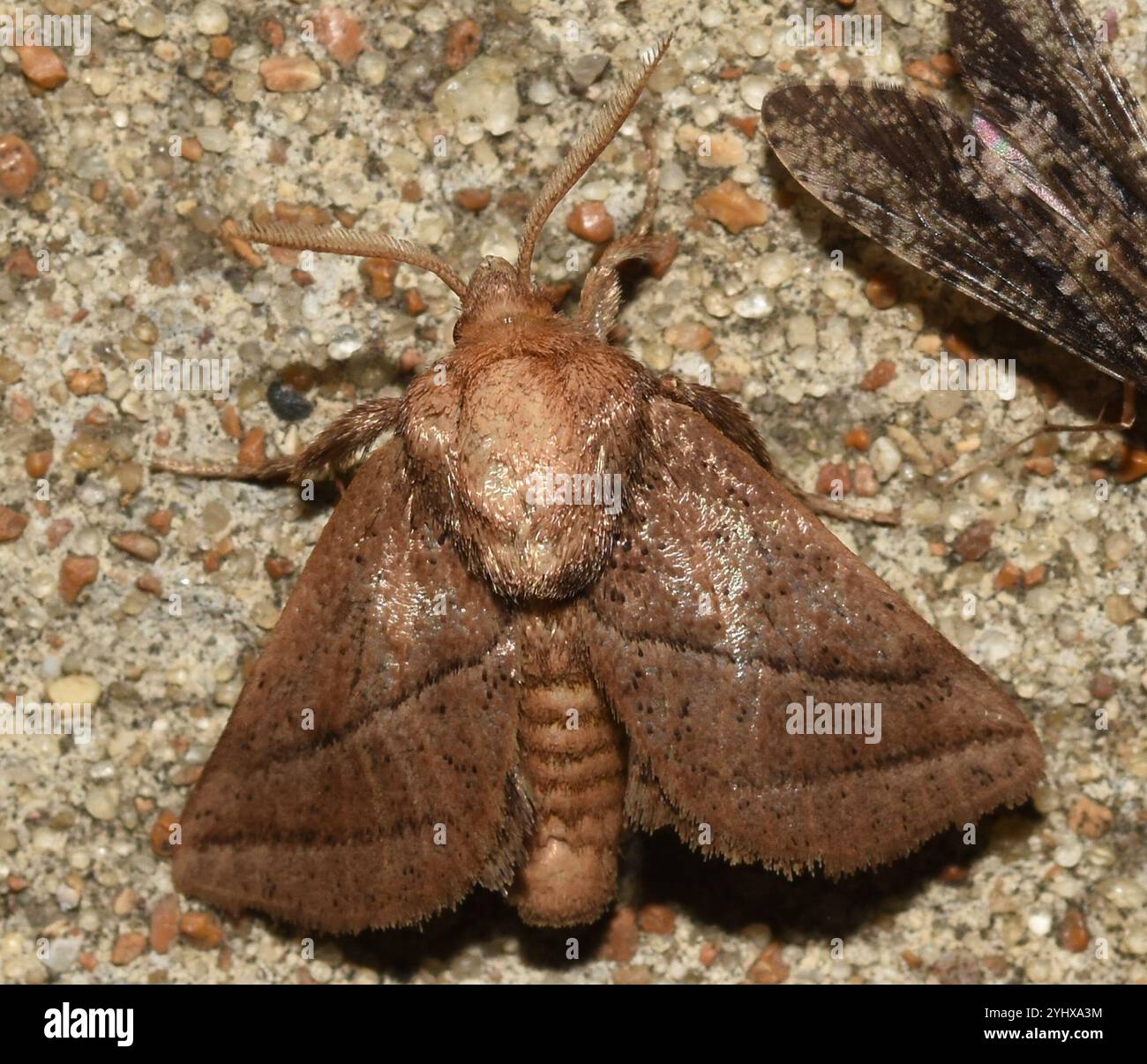 Nason's Slug Moth (Natada nasoni Stock Photo - Alamy