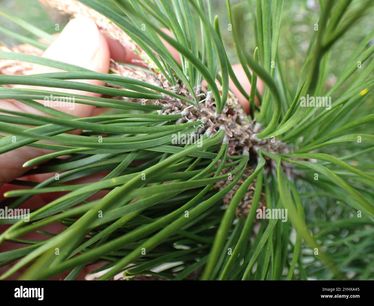 Shore Pine (Pinus contorta contorta Stock Photo - Alamy