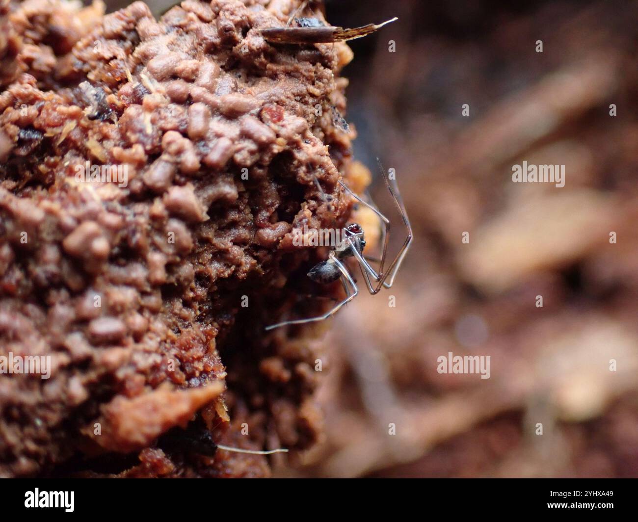 Sheetweb and Dwarf Weavers (Linyphiidae Stock Photo - Alamy