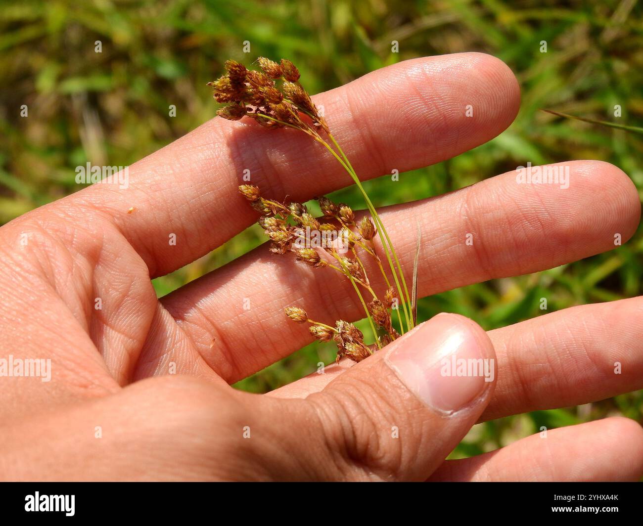 nodding bulrush (Scirpus pendulus Stock Photo - Alamy