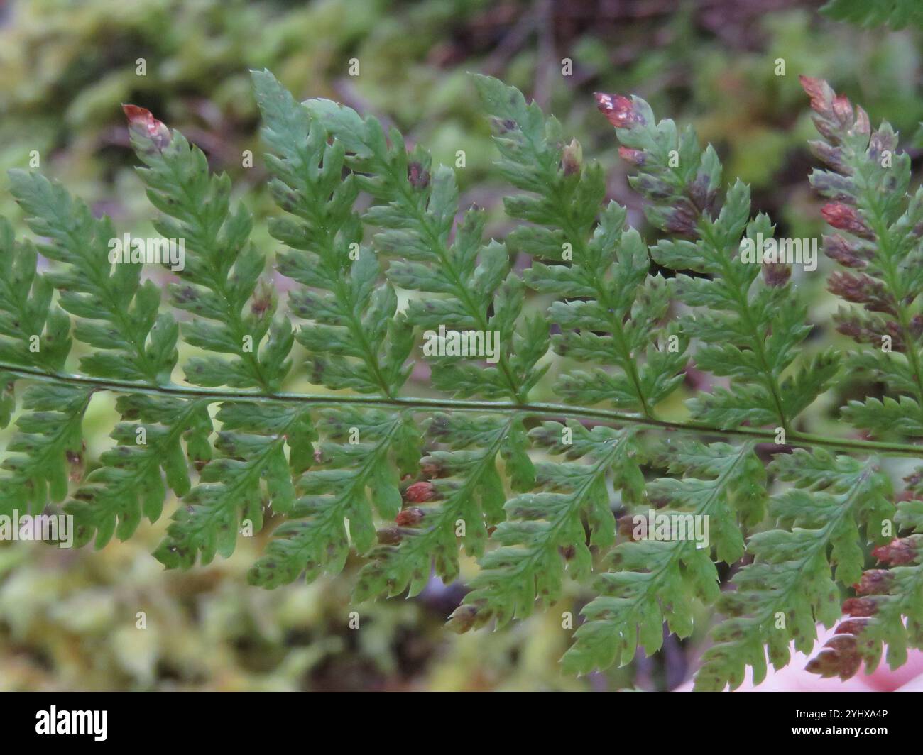 spreading wood fern (Dryopteris expansa Stock Photo - Alamy
