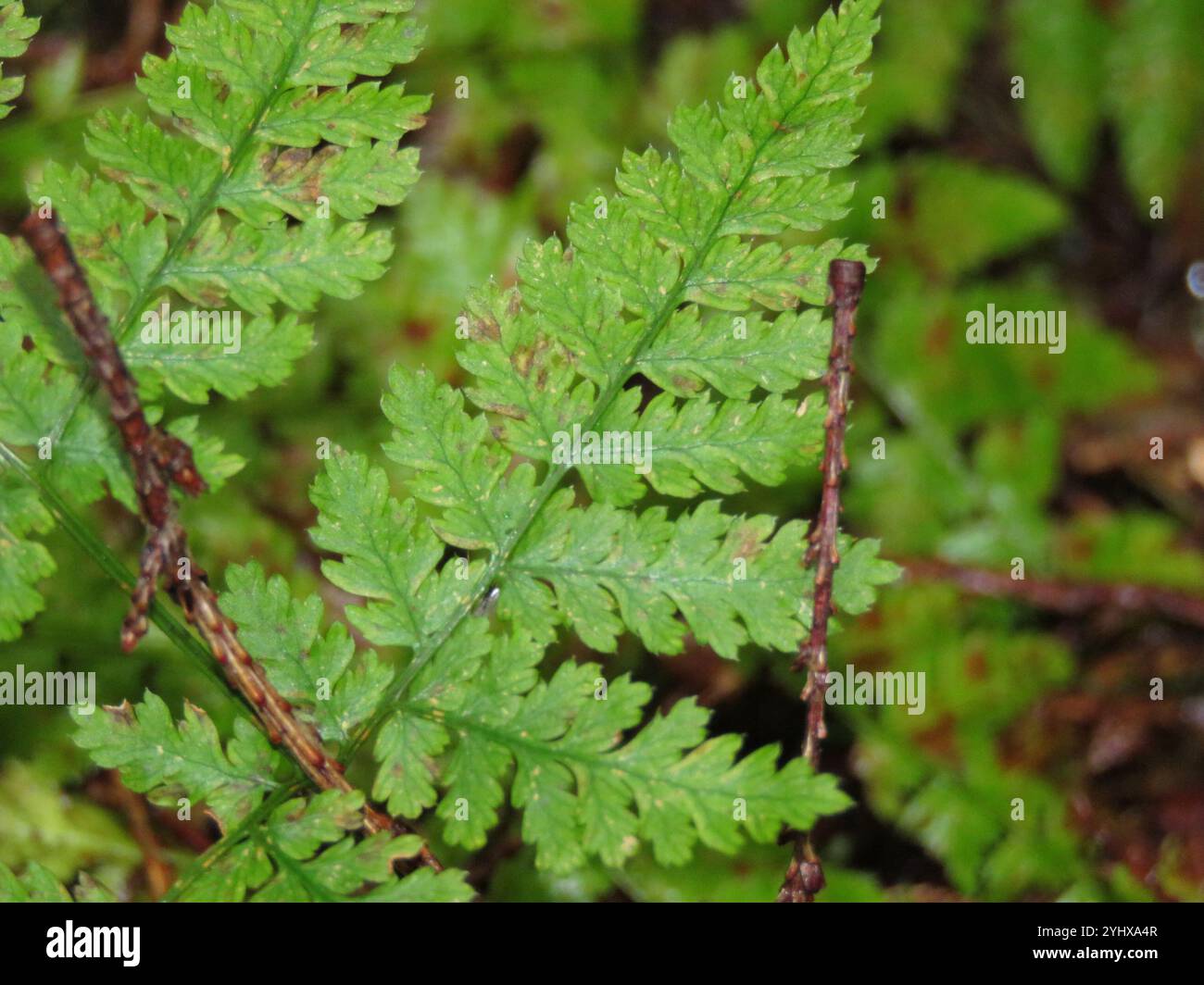 spreading wood fern (Dryopteris expansa Stock Photo - Alamy
