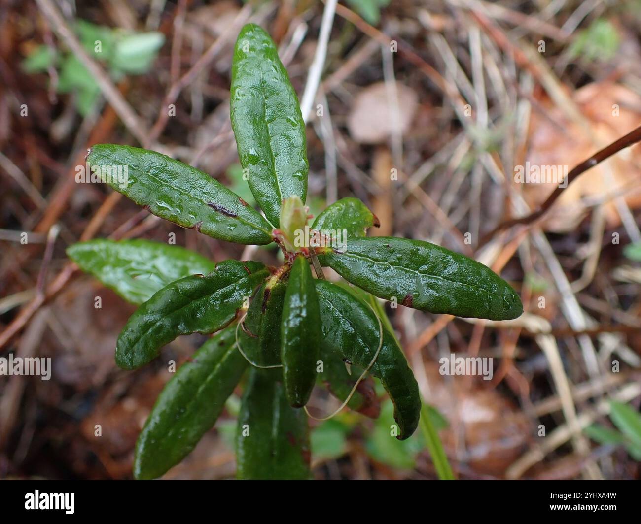 Bog Labrador Tea (Rhododendron groenlandicum Stock Photo - Alamy