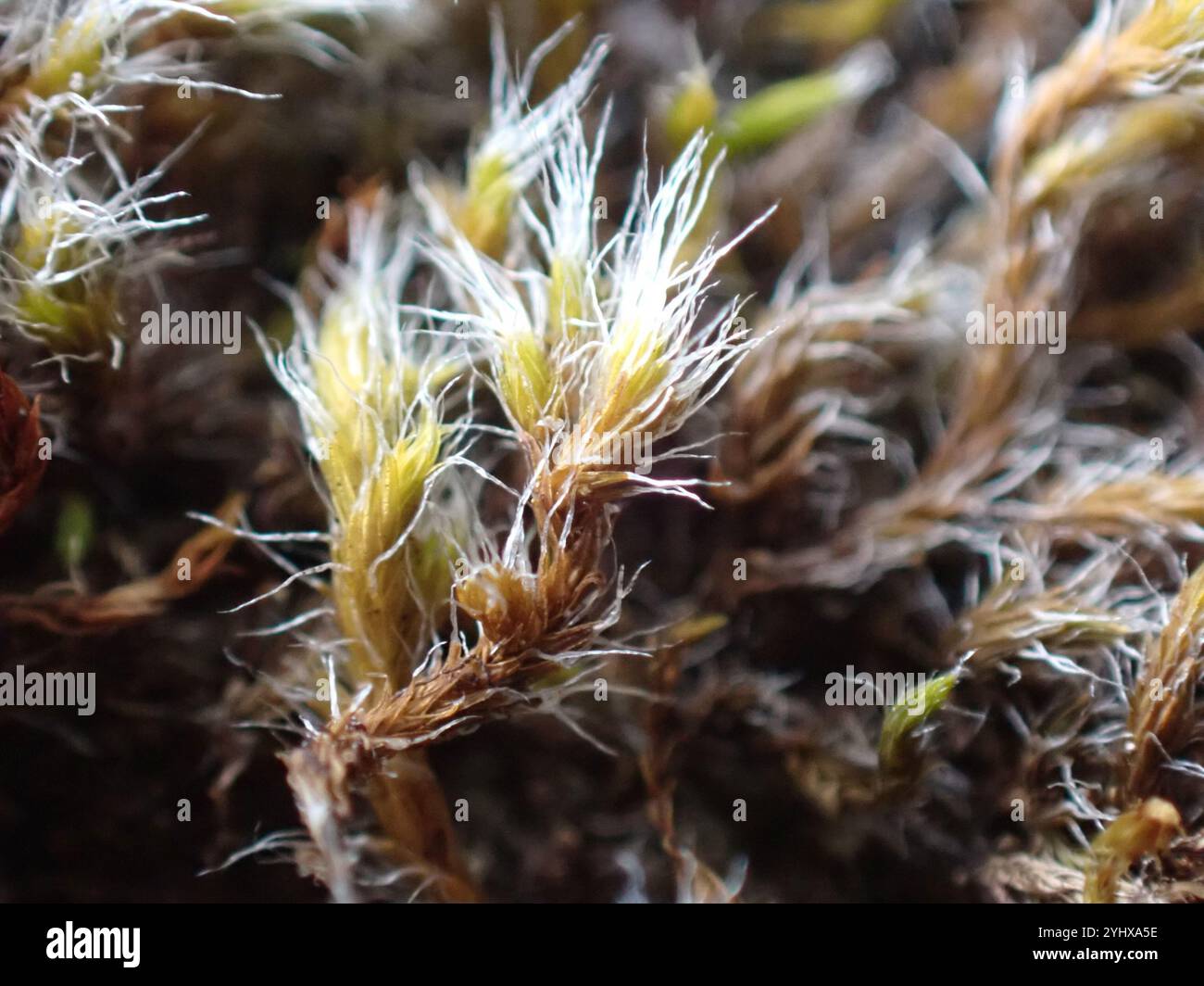 Woolly Fringe-moss (Racomitrium lanuginosum Stock Photo - Alamy