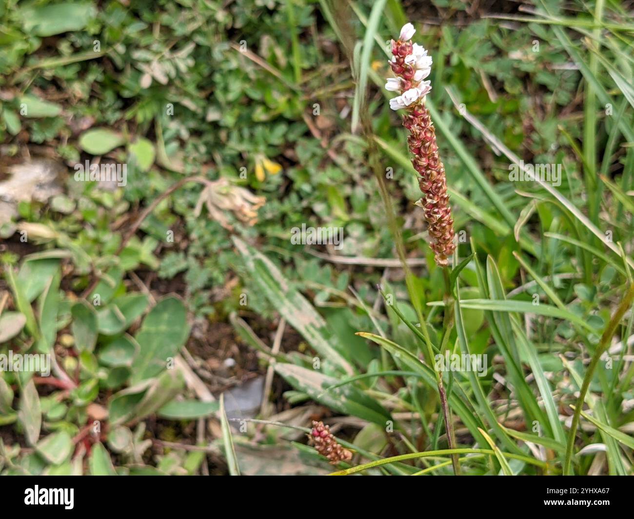 alpine bistort (Bistorta vivipara Stock Photo - Alamy