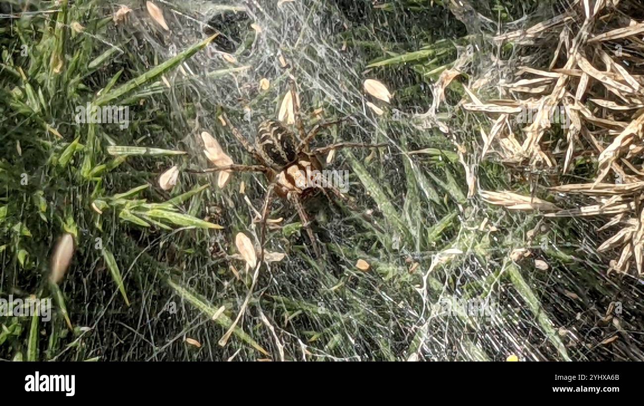 Labyrinth spider (Agelena labyrinthica Stock Photo - Alamy
