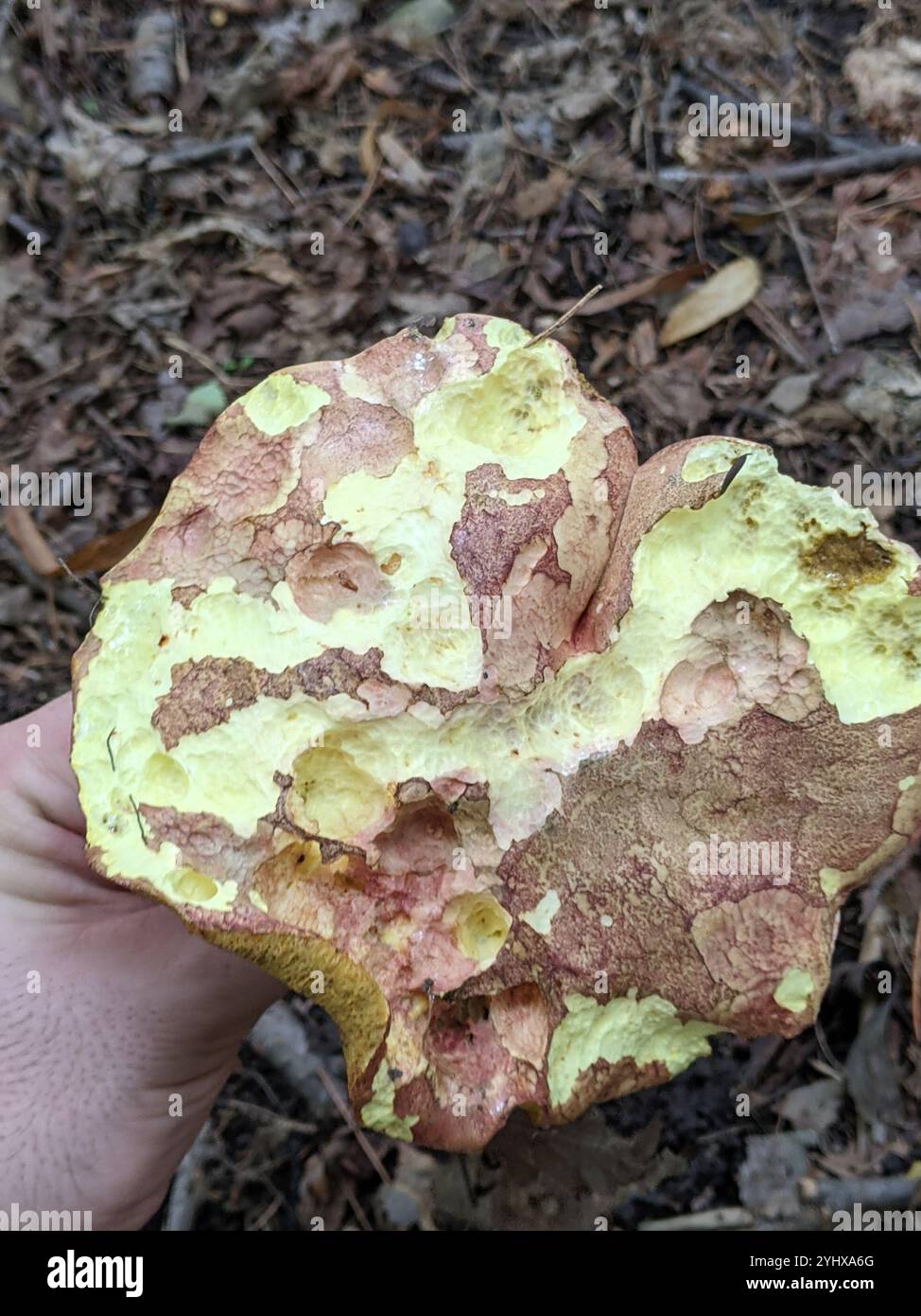 Two colored bolete hi-res stock photography and images - Alamy