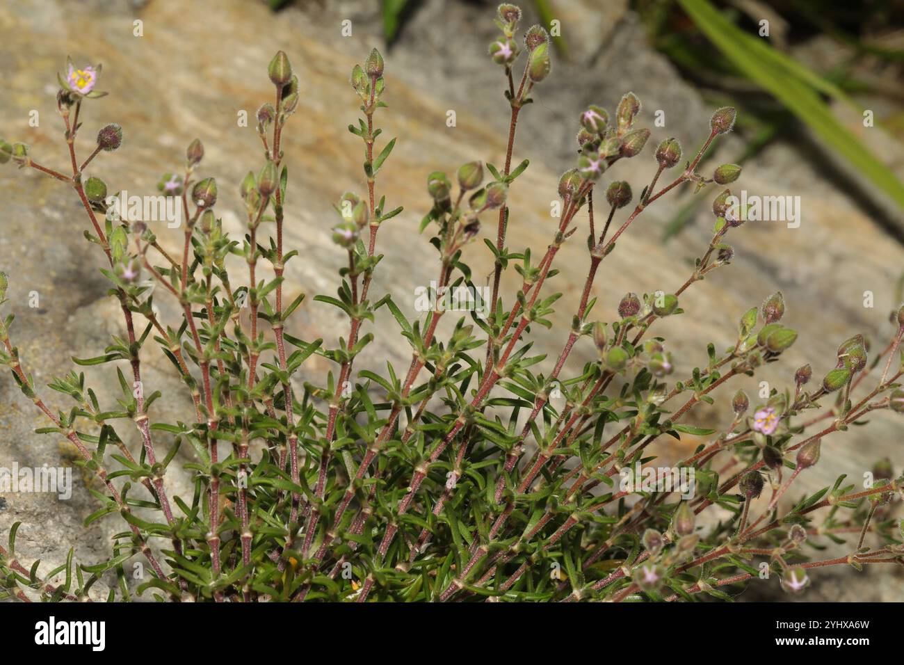 Red Sand Spurrey (Spergularia rubra Stock Photo - Alamy