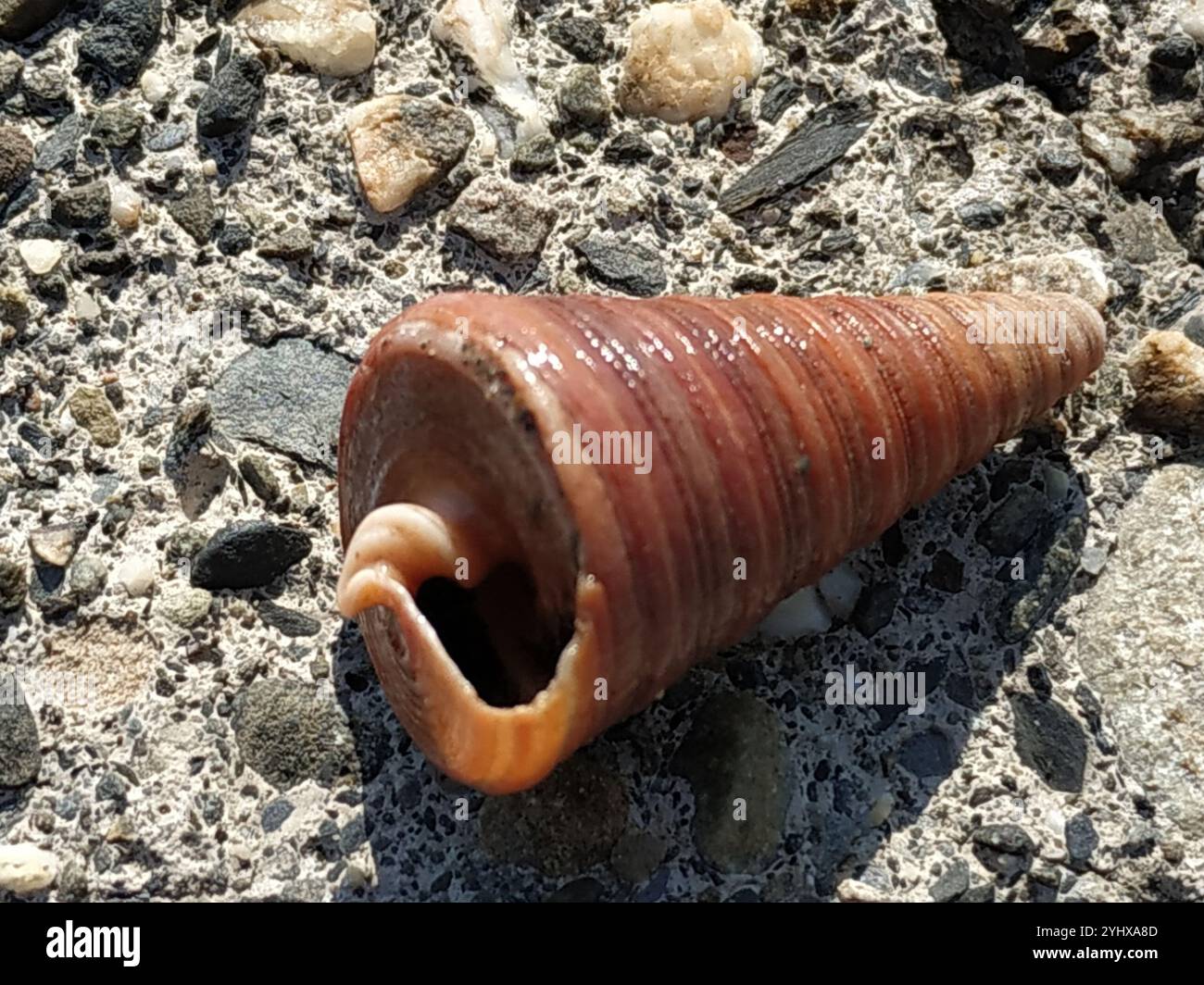 Mud Creeper (Telescopium telescopium Stock Photo - Alamy