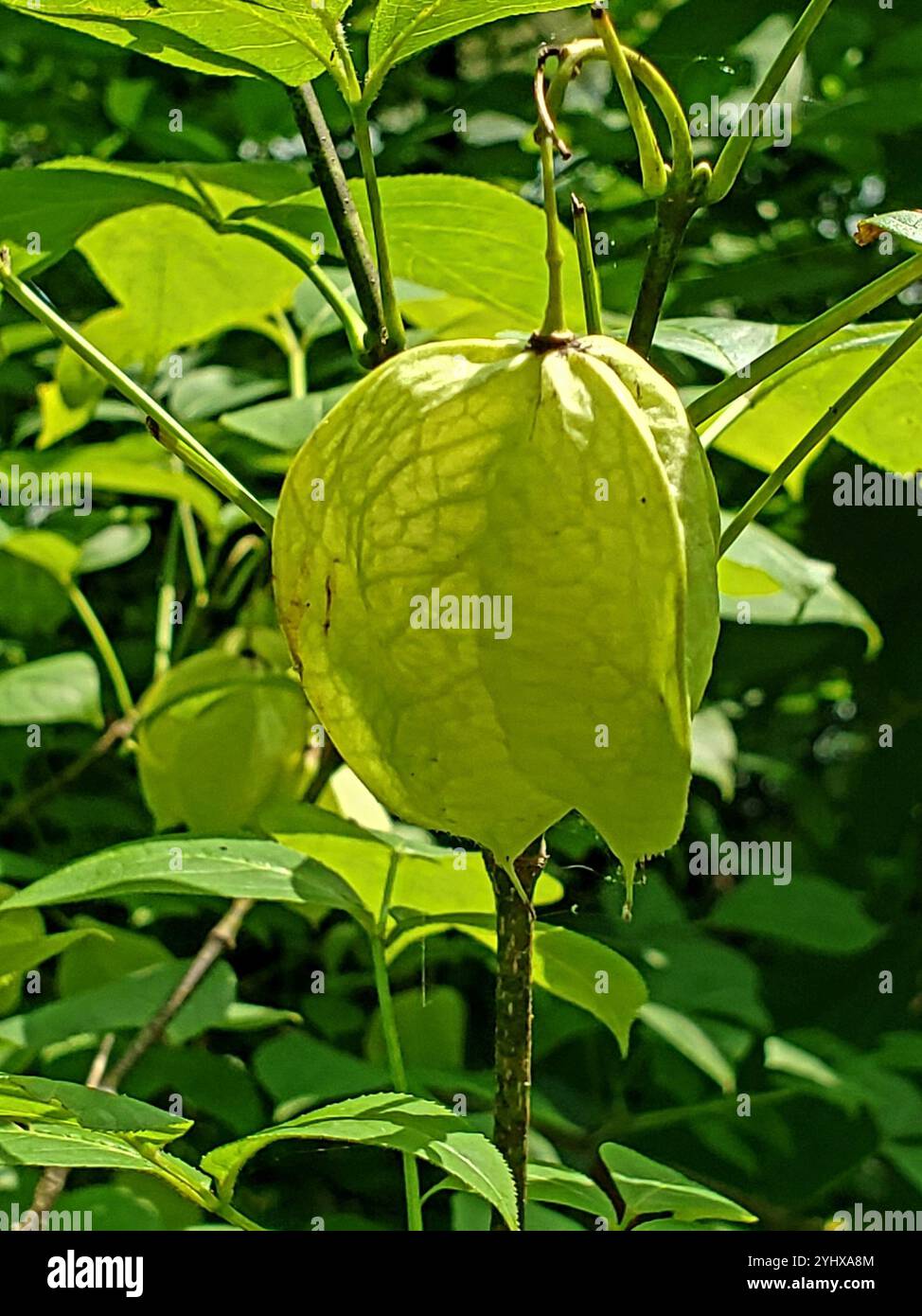 American bladdernut hi-res stock photography and images - Alamy