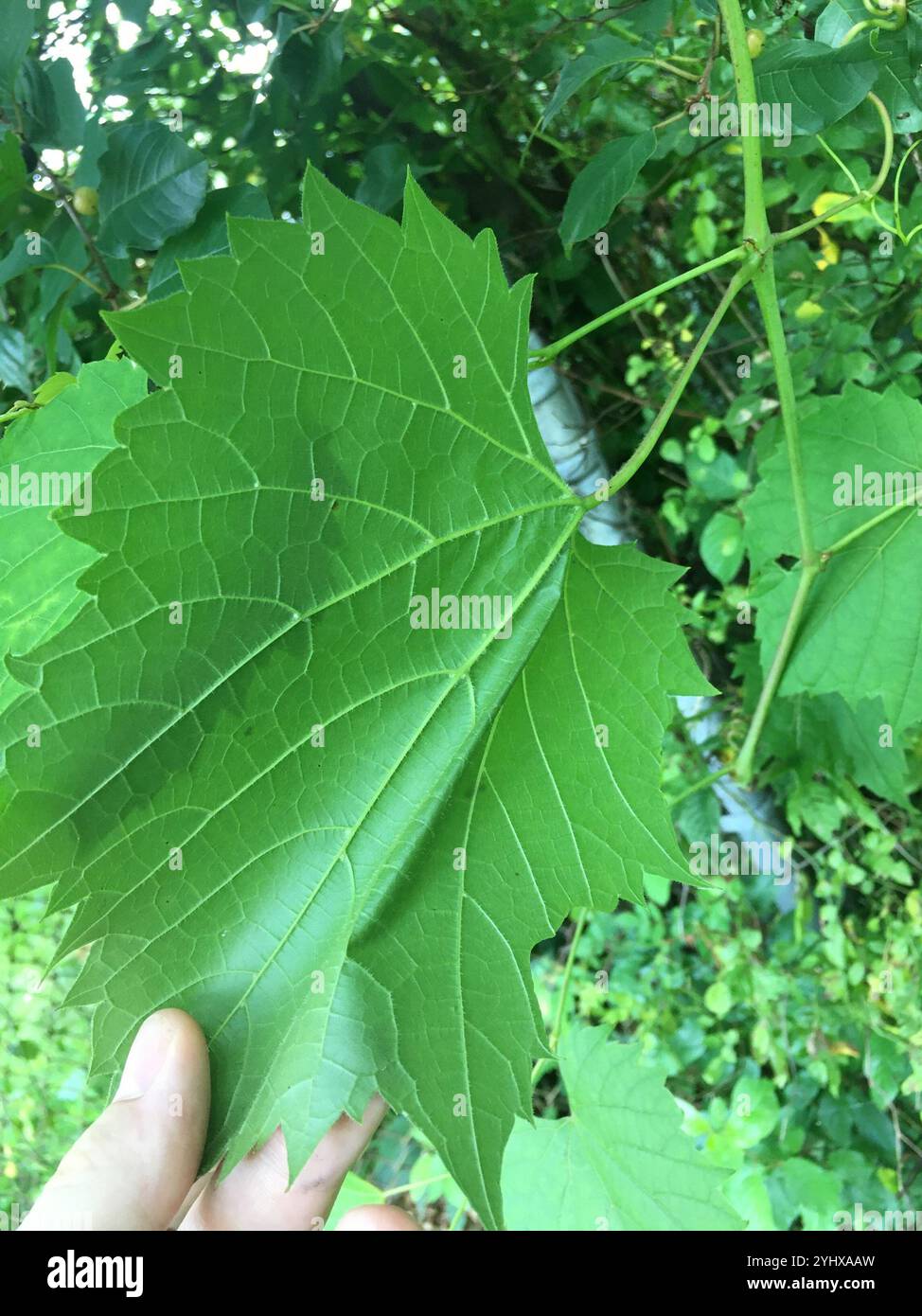 riverbank grape (Vitis riparia Stock Photo - Alamy