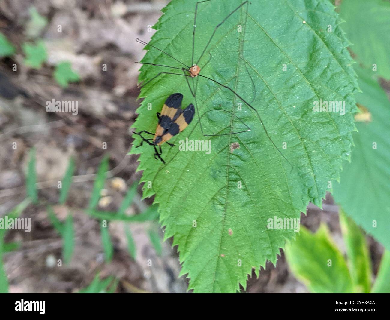 Reticulated net winged beetle hi-res stock photography and images - Alamy
