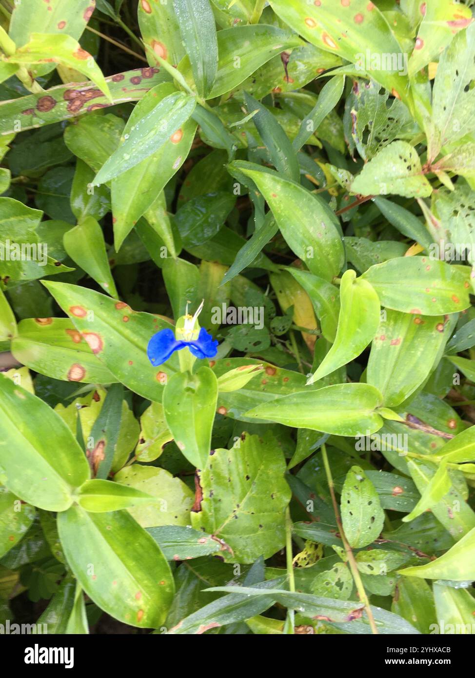 Asiatic dayflower (Commelina communis Stock Photo - Alamy