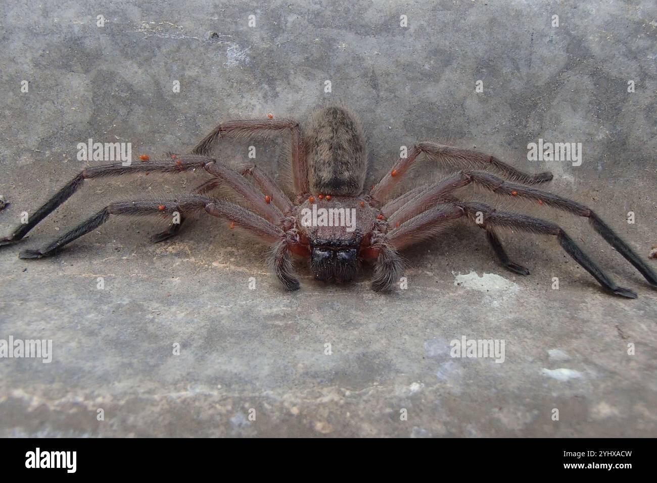 Social Huntsman Spider (Delena cancerides Stock Photo - Alamy