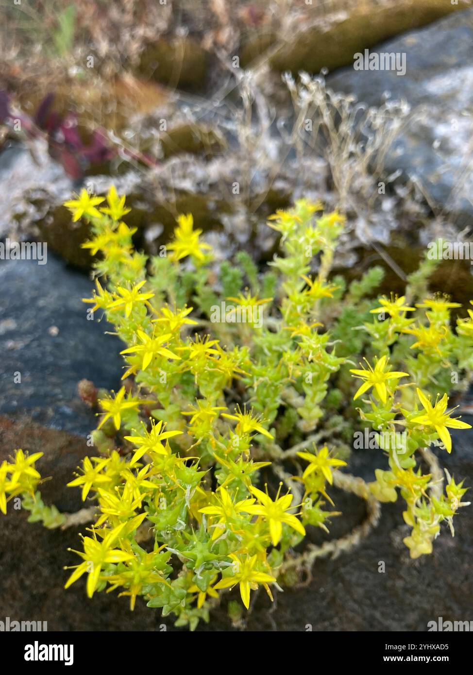 Biting Stonecrop (Sedum acre Stock Photo - Alamy