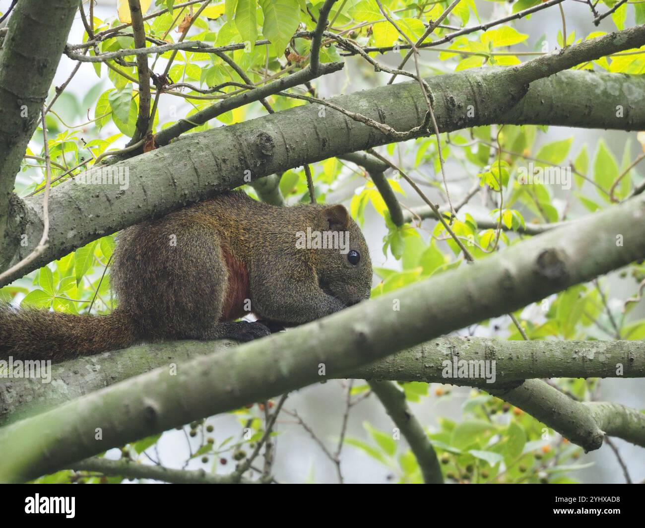 Taiwan Squirrel (Callosciurus erythraeus thaiwanensis Stock Photo - Alamy