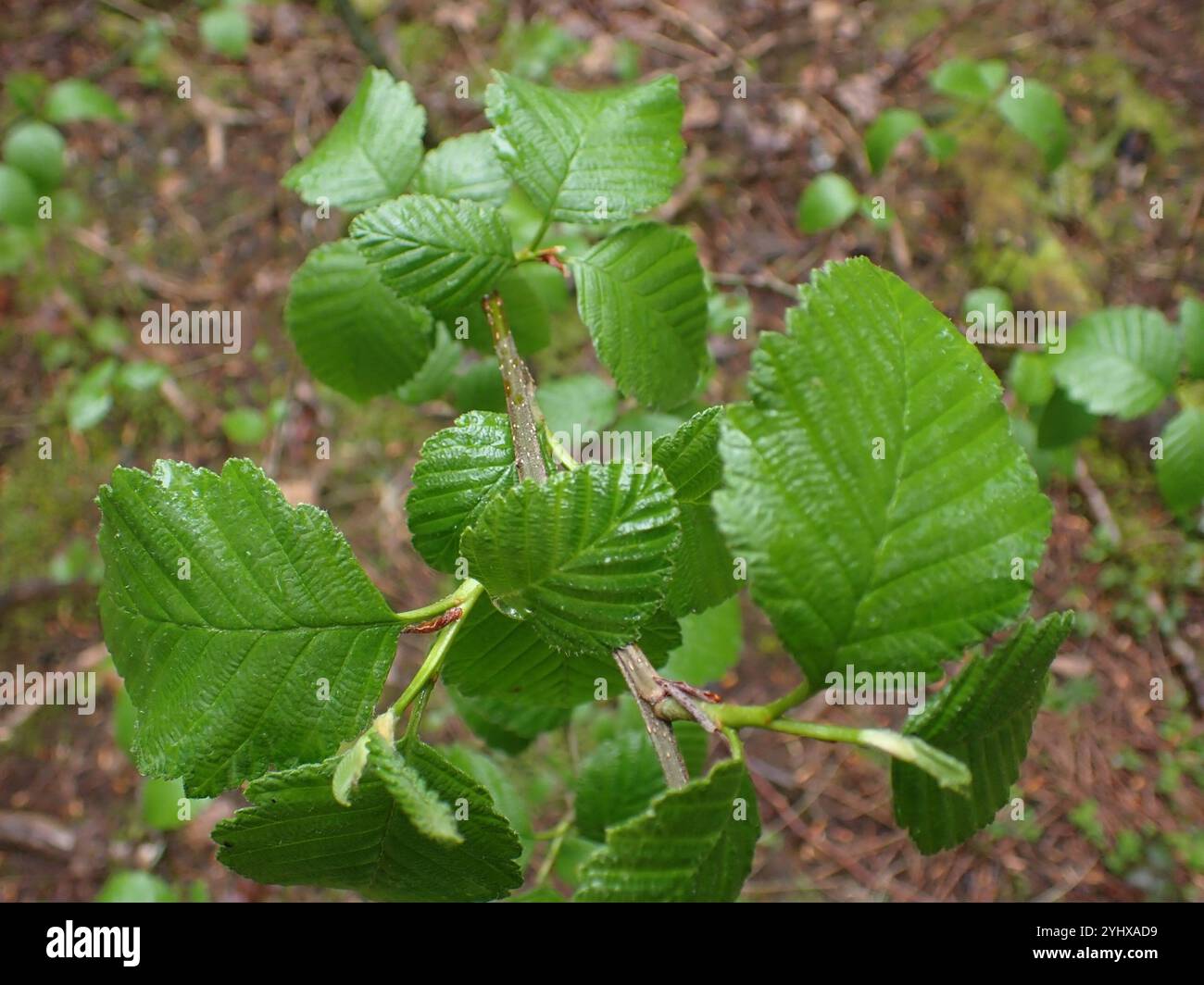 Red Alder (Alnus rubra Stock Photo - Alamy