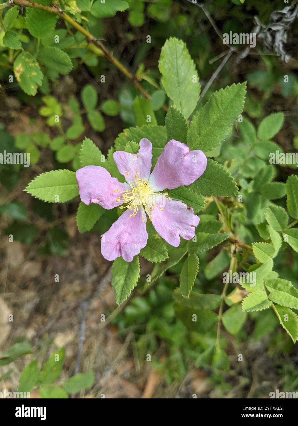 California Wild Rose (Rosa californica Stock Photo - Alamy