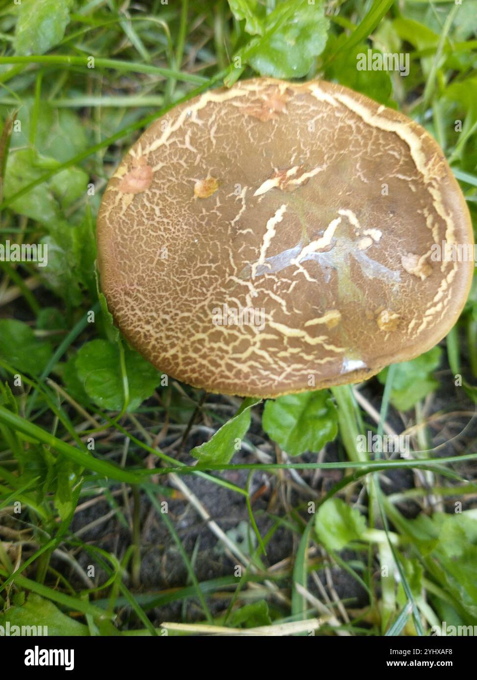 Red-cracking Bolete (Xerocomellus chrysenteron Stock Photo - Alamy