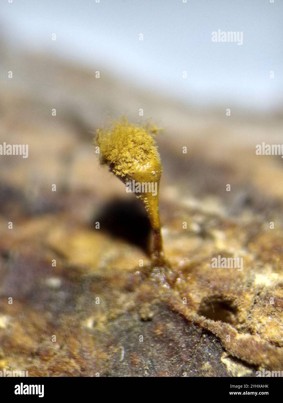 Trichia crateriformis hi-res stock photography and images - Alamy