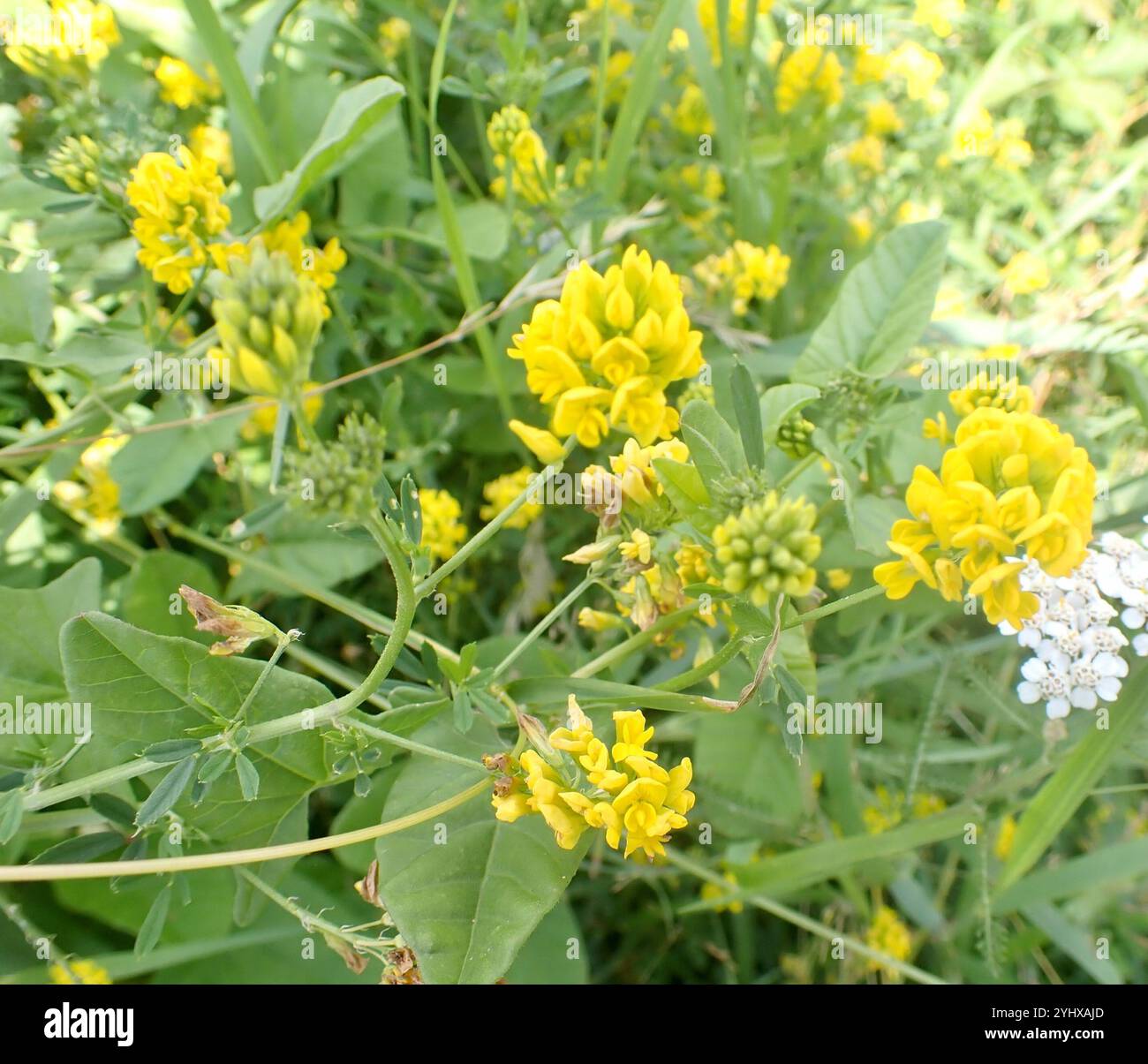 sickle alfalfa (Medicago falcata Stock Photo - Alamy