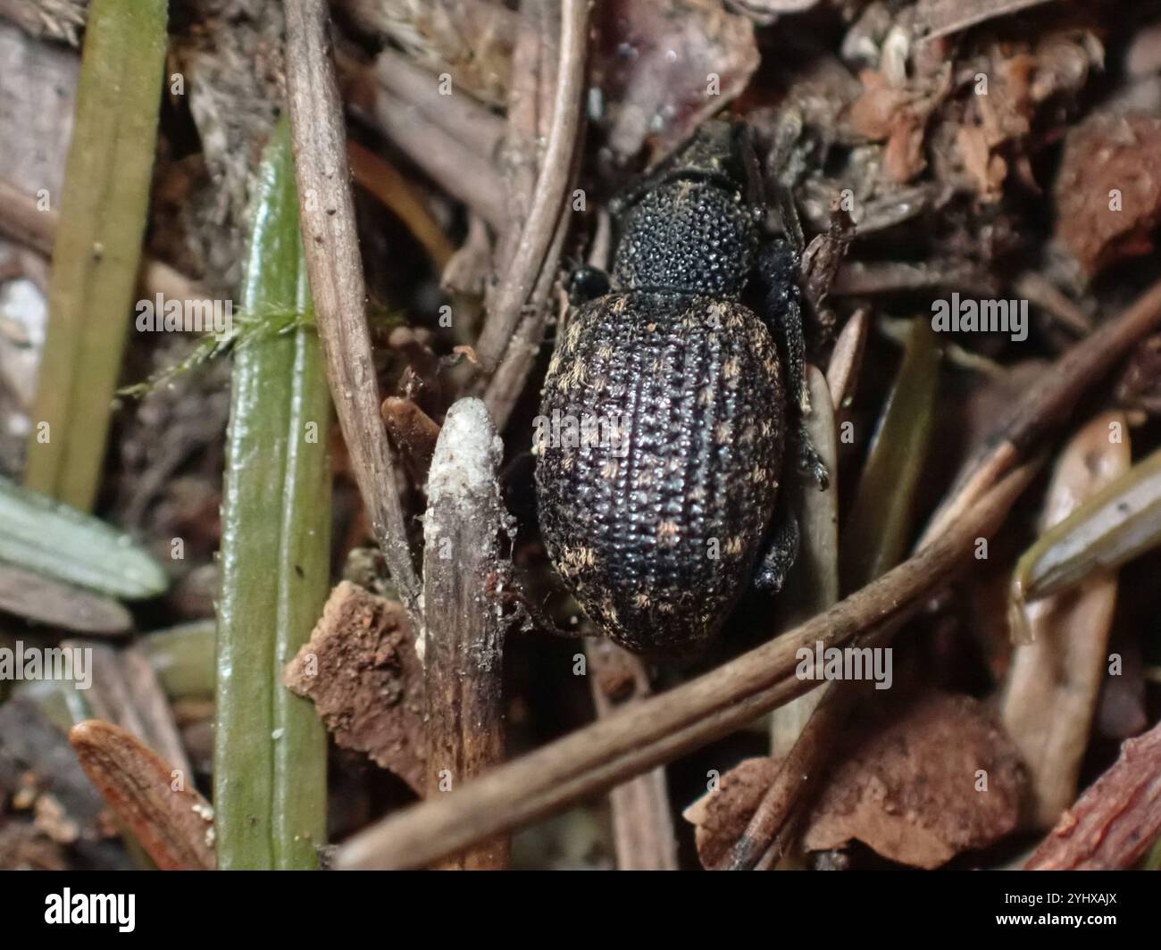 Black Vine Weevil (Otiorhynchus sulcatus Stock Photo - Alamy