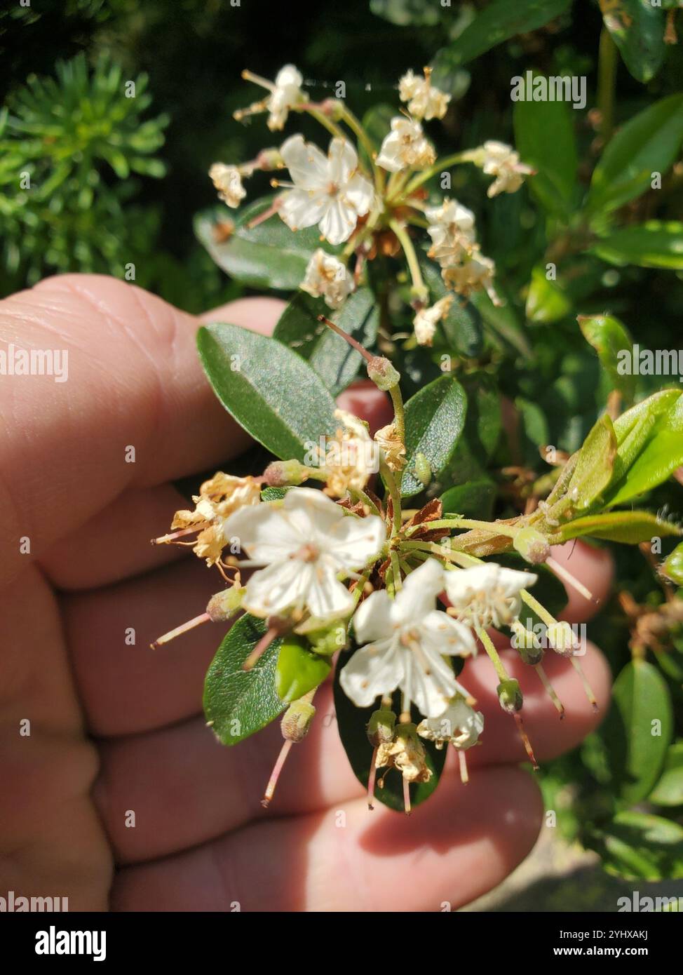 Western Labrador Tea (Rhododendron columbianum Stock Photo - Alamy