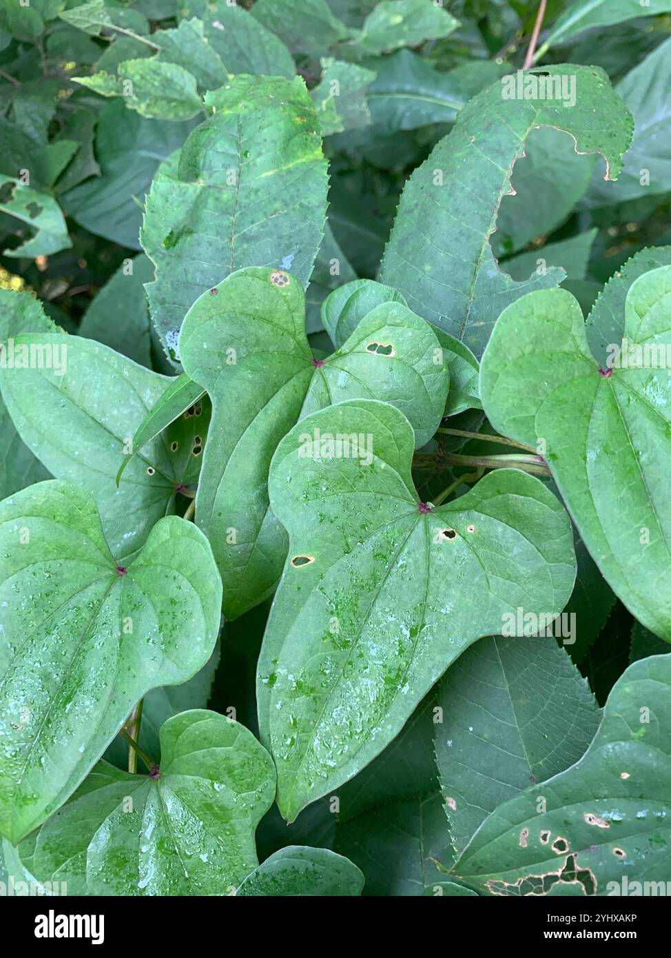 Chinese yam (Dioscorea polystachya Stock Photo - Alamy