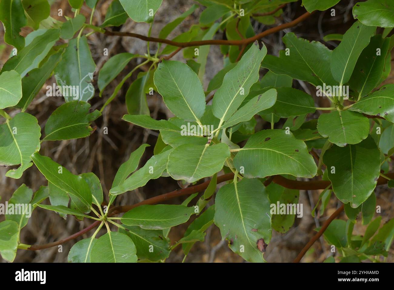 Pacific madrone (Arbutus menziesii Stock Photo - Alamy