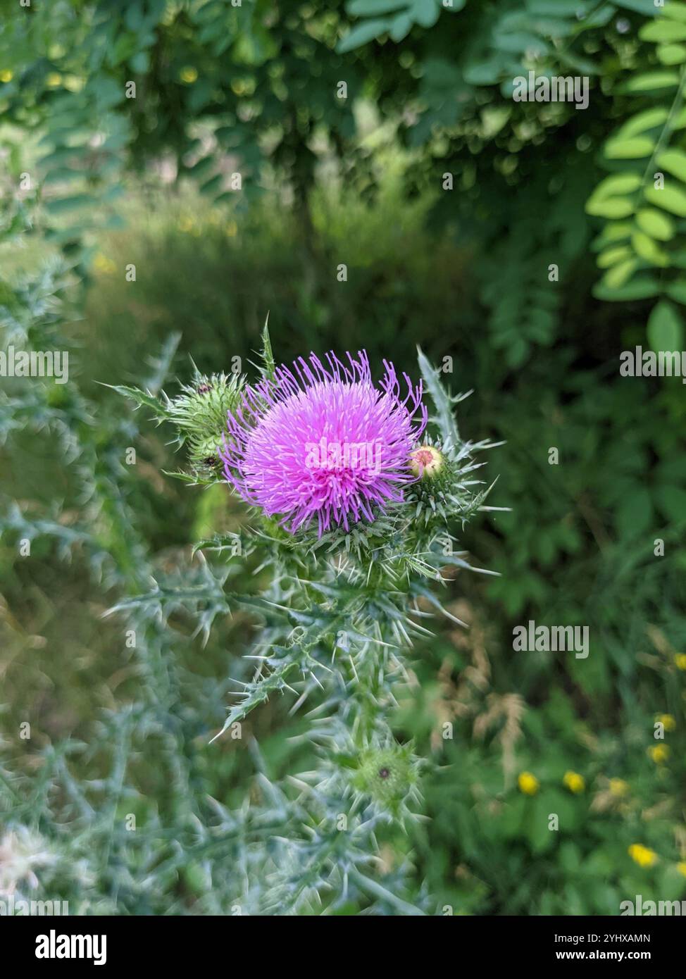 Broad winged thistle hi-res stock photography and images - Alamy