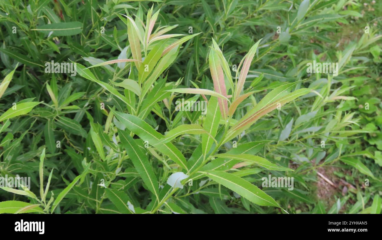 heart-leaved willow (Salix eriocephala Stock Photo - Alamy