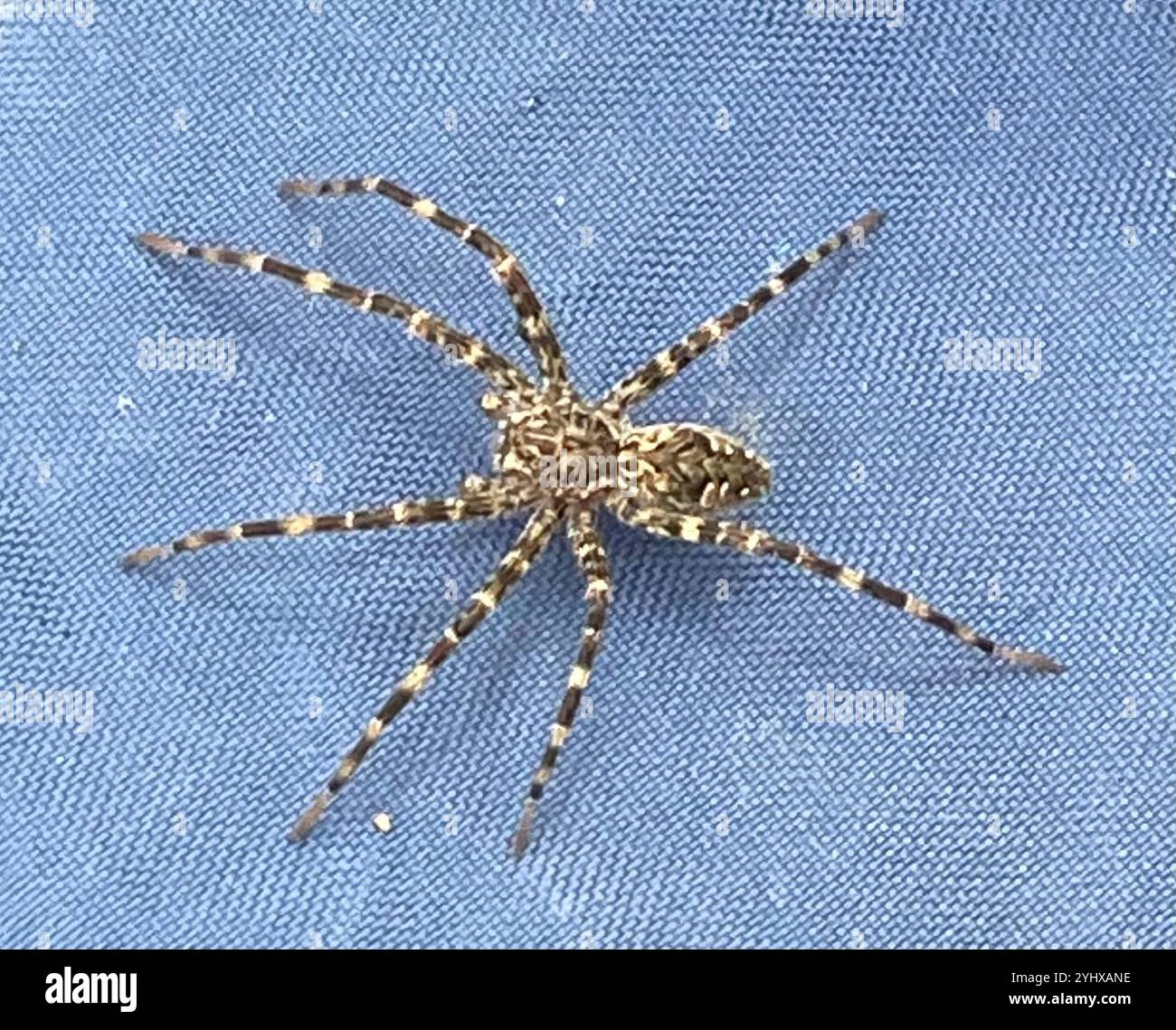 Fishing Spiders (Dolomedes Stock Photo - Alamy