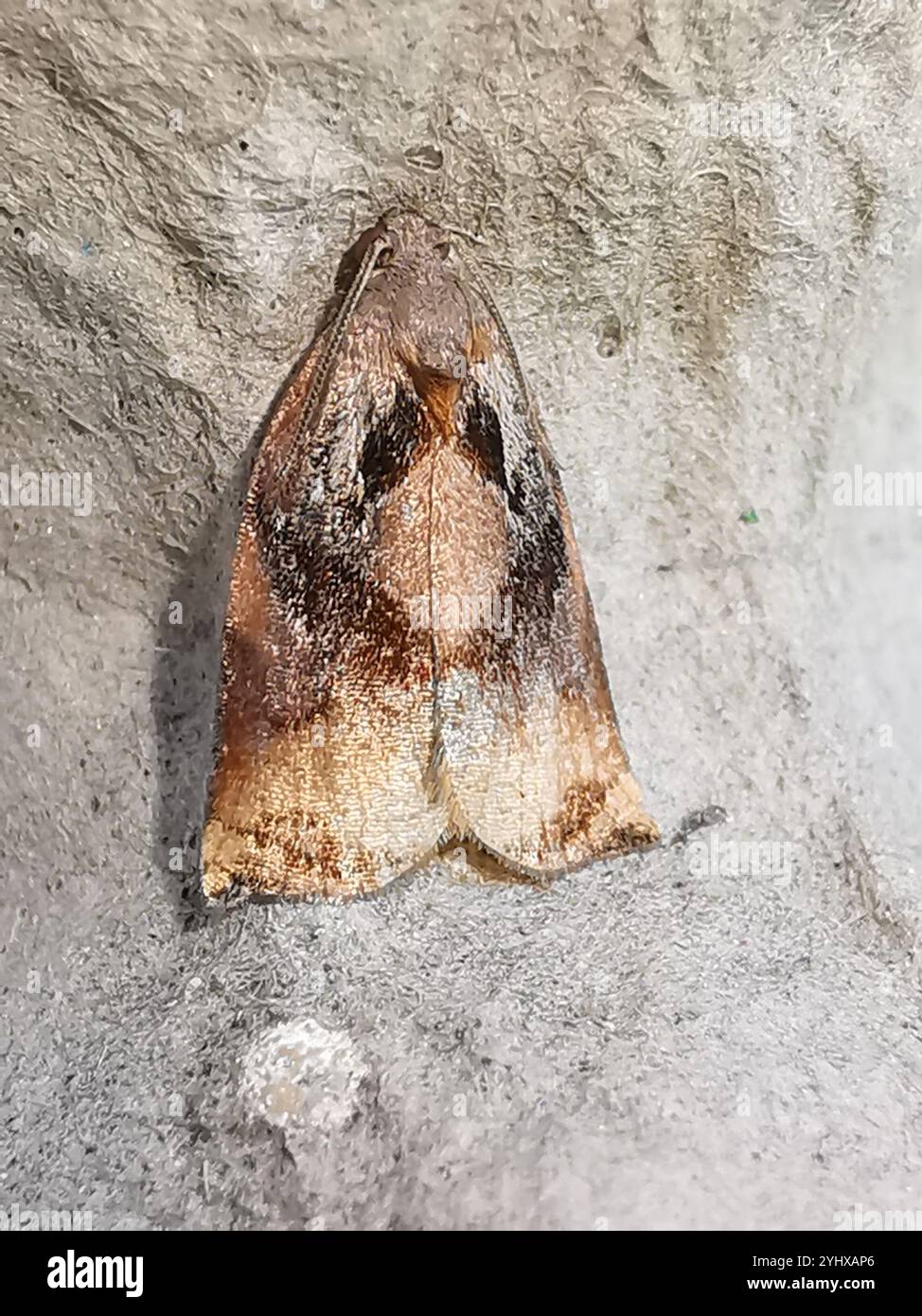 Archips podana hi-res stock photography and images - Alamy