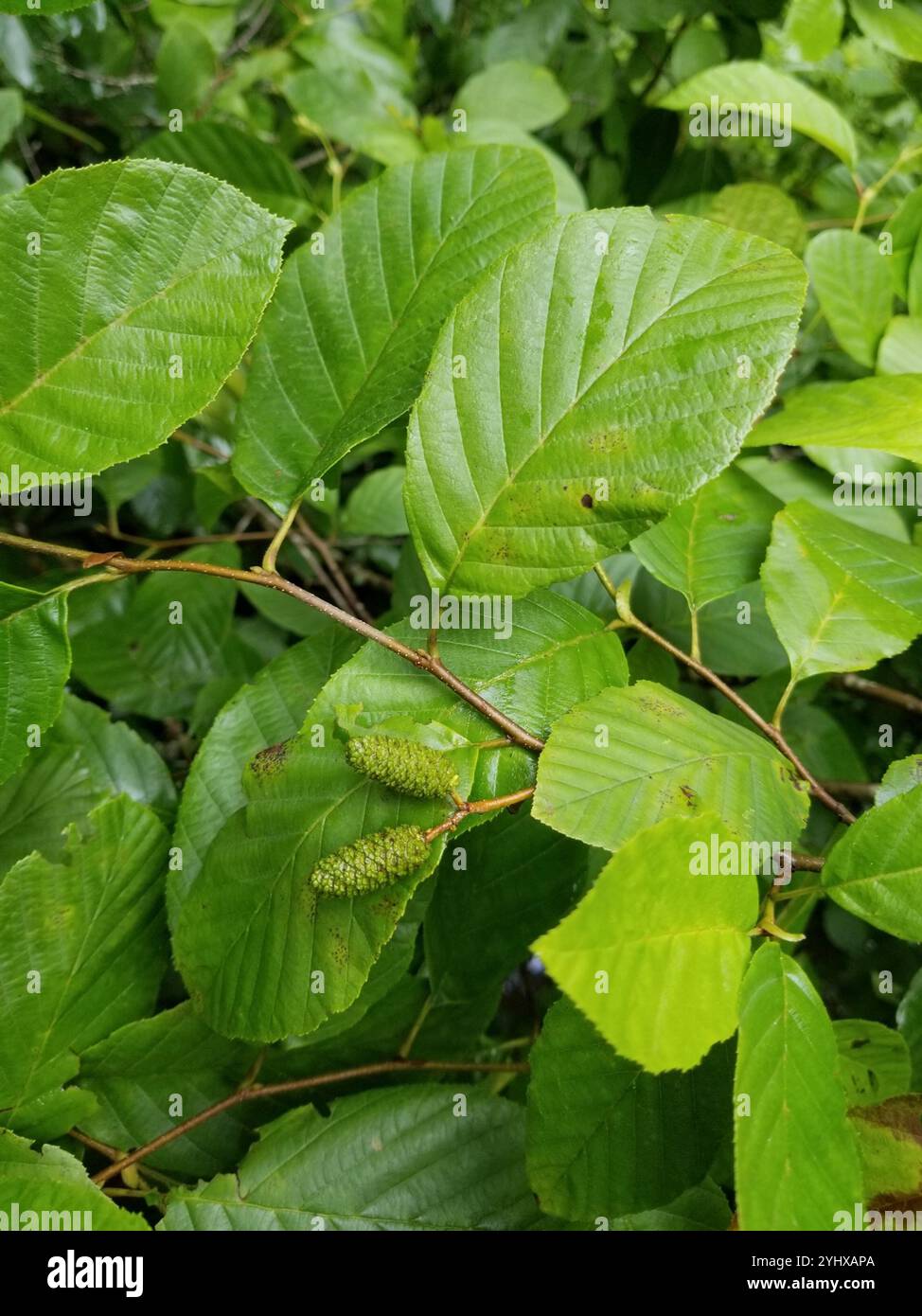 smooth alder (Alnus serrulata Stock Photo - Alamy