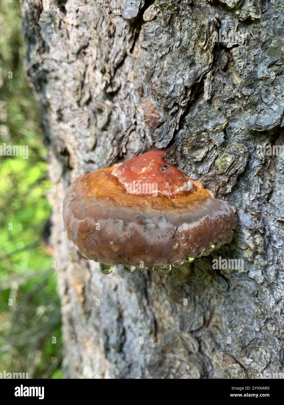 Red-banded Polypore (Fomitopsis pinicola Stock Photo - Alamy