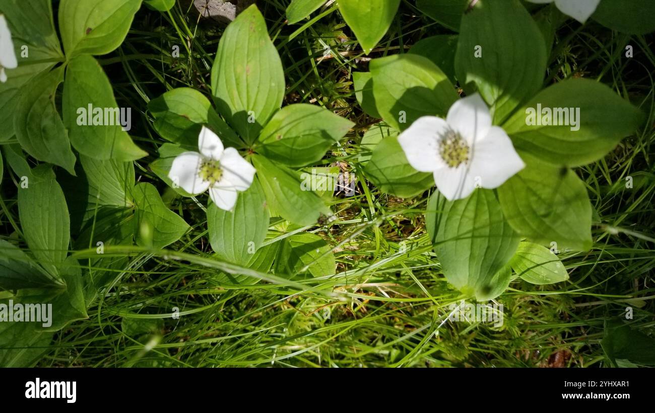 Canadian bunchberry (Cornus canadensis Stock Photo - Alamy
