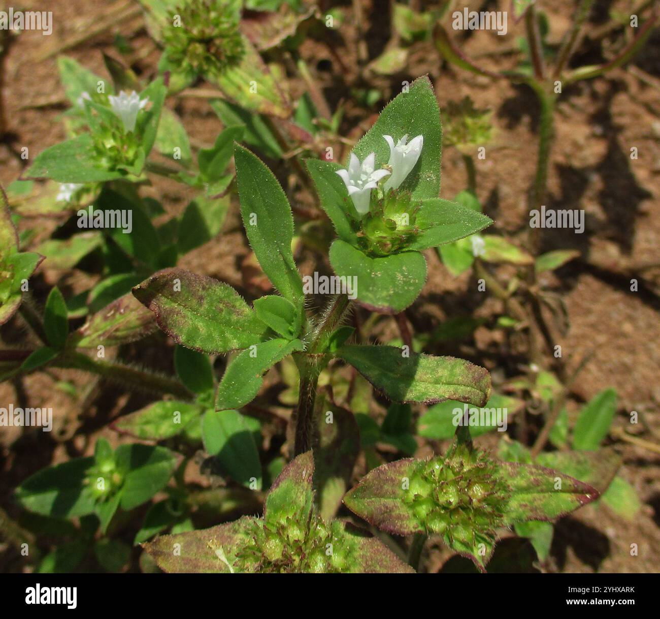Tropical Mexican Clover (Richardia brasiliensis Stock Photo - Alamy