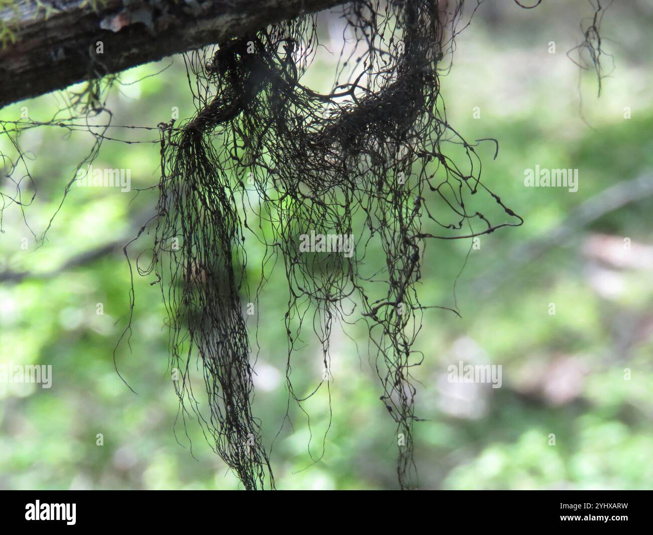 Witch's Hair (Alectoria sarmentosa Stock Photo - Alamy