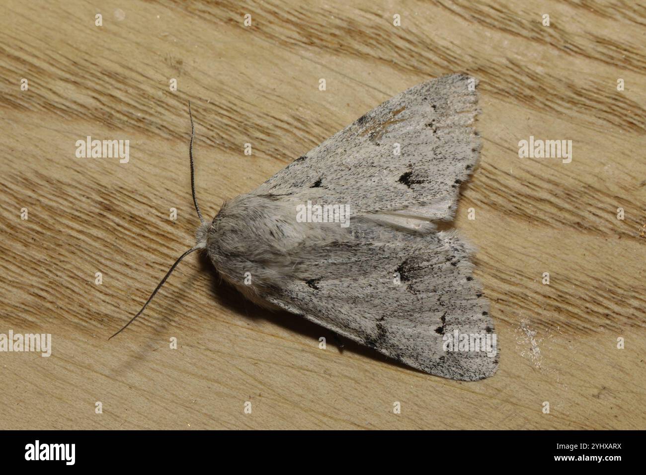 The Miller (Acronicta leporina Stock Photo - Alamy